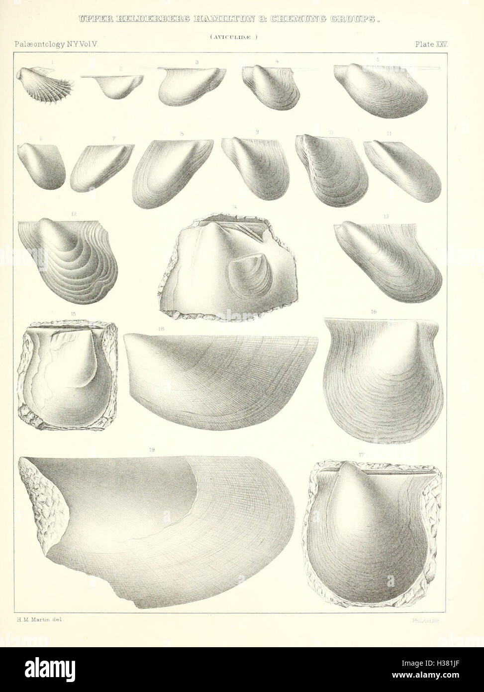 A detailed examination of the paleontological findings in New York ...