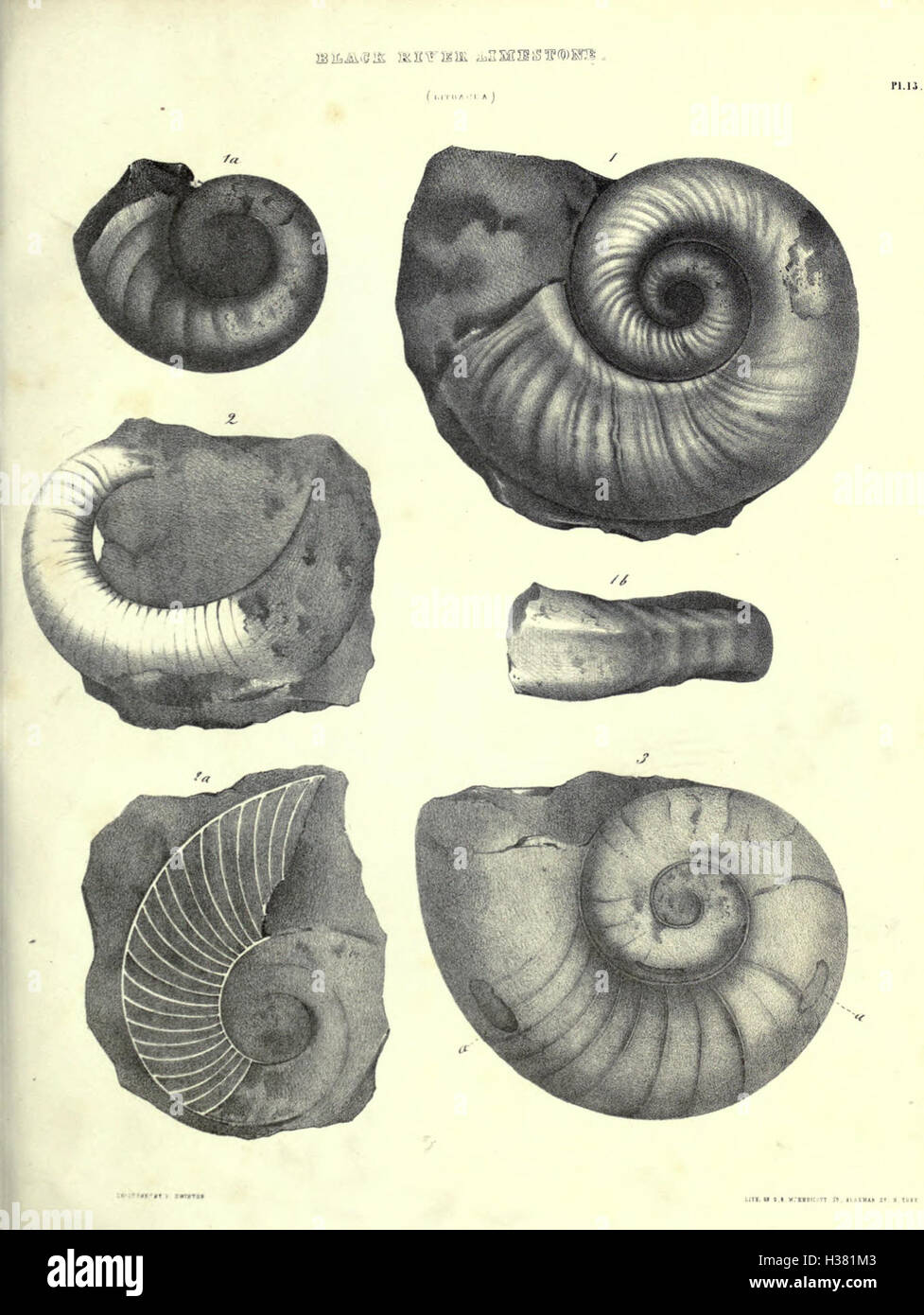 This text presents a detailed examination of the paleontological ...