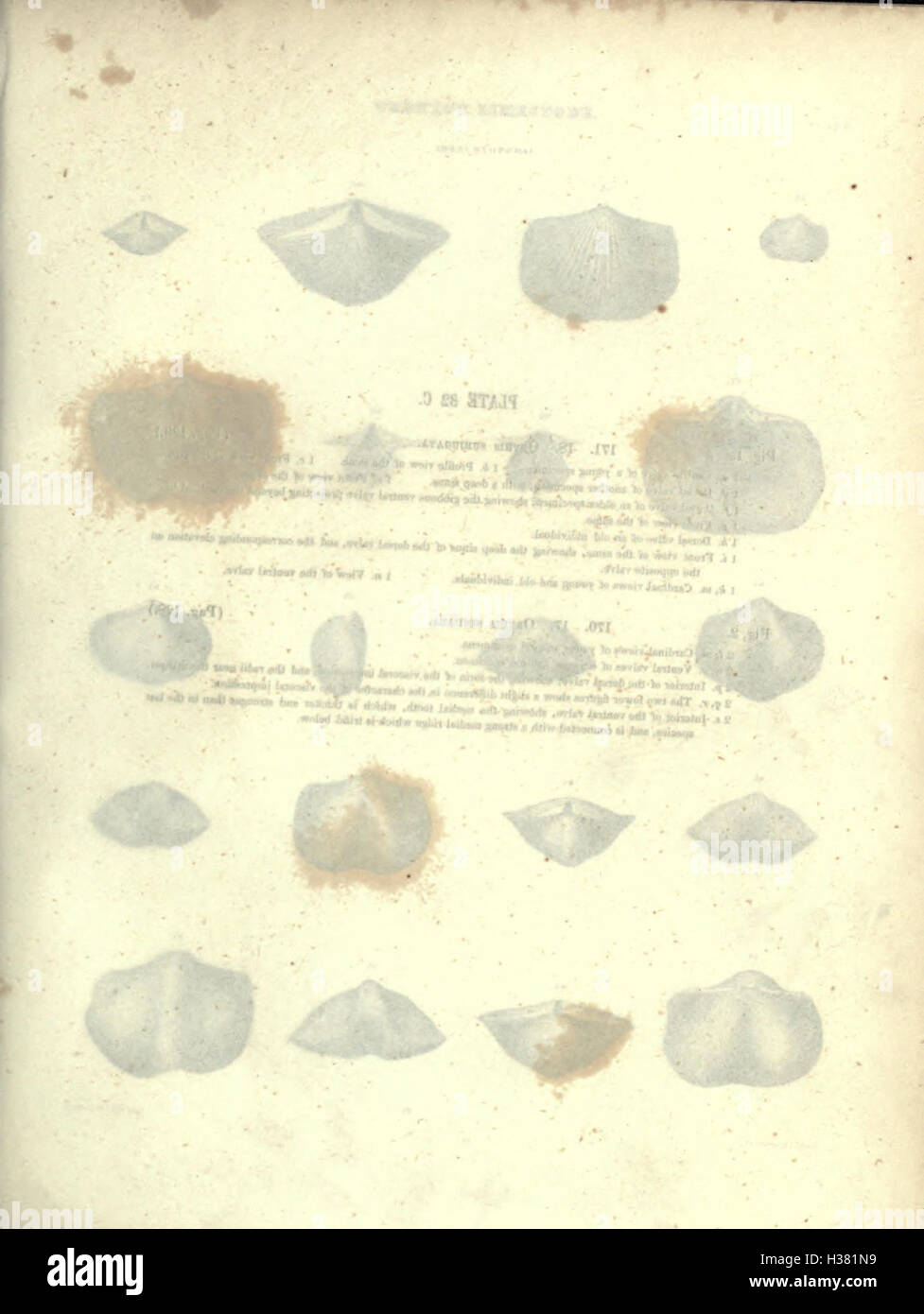 This work provides a detailed account of the paleontological findings ...