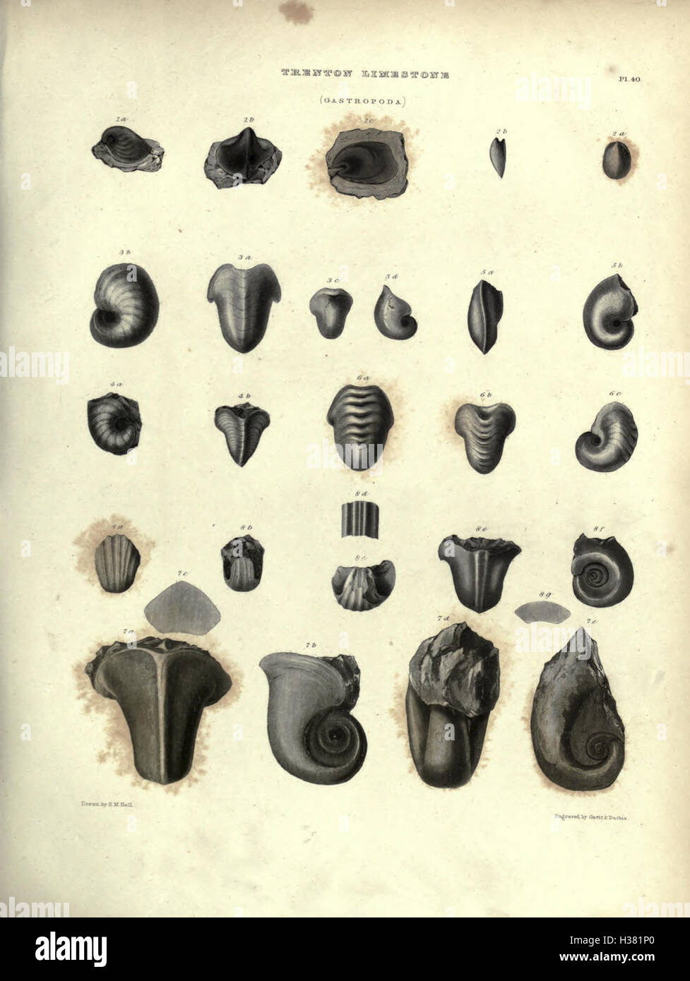 An exploration of New York's fossil record, detailing the region's ...