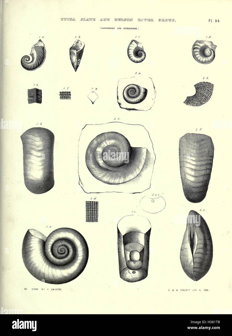 A detailed exploration of the paleontological findings from New York ...