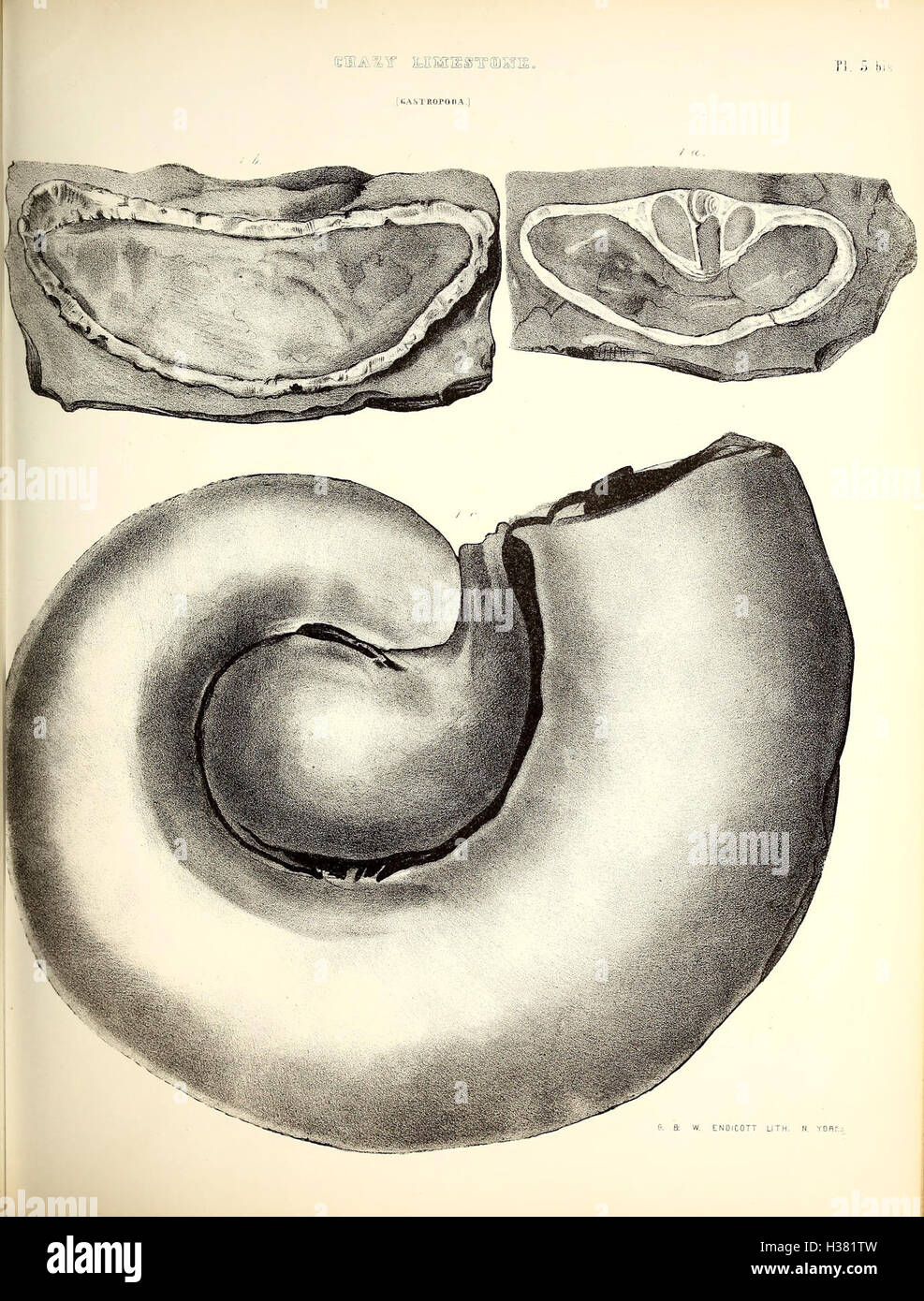 This text outlines the fossil record and paleontological discoveries ...