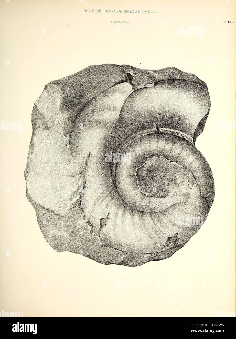 A comprehensive study of the paleontology of New York, documenting the ...