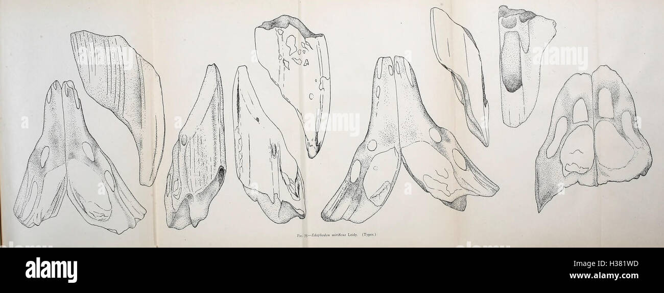 A description of the fossil fish remains of the Cretaceous, Eocene and ...