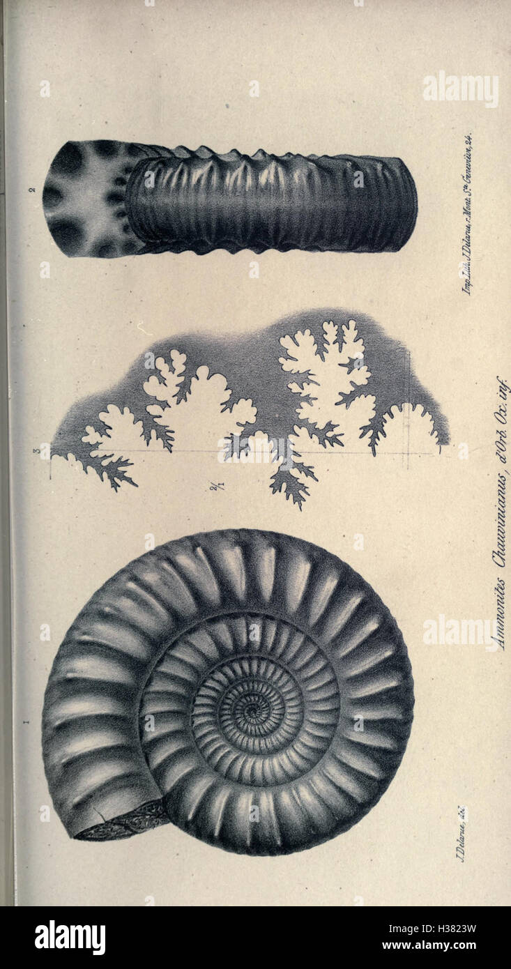 A study on French paleontology, covering fossil discoveries and the ...