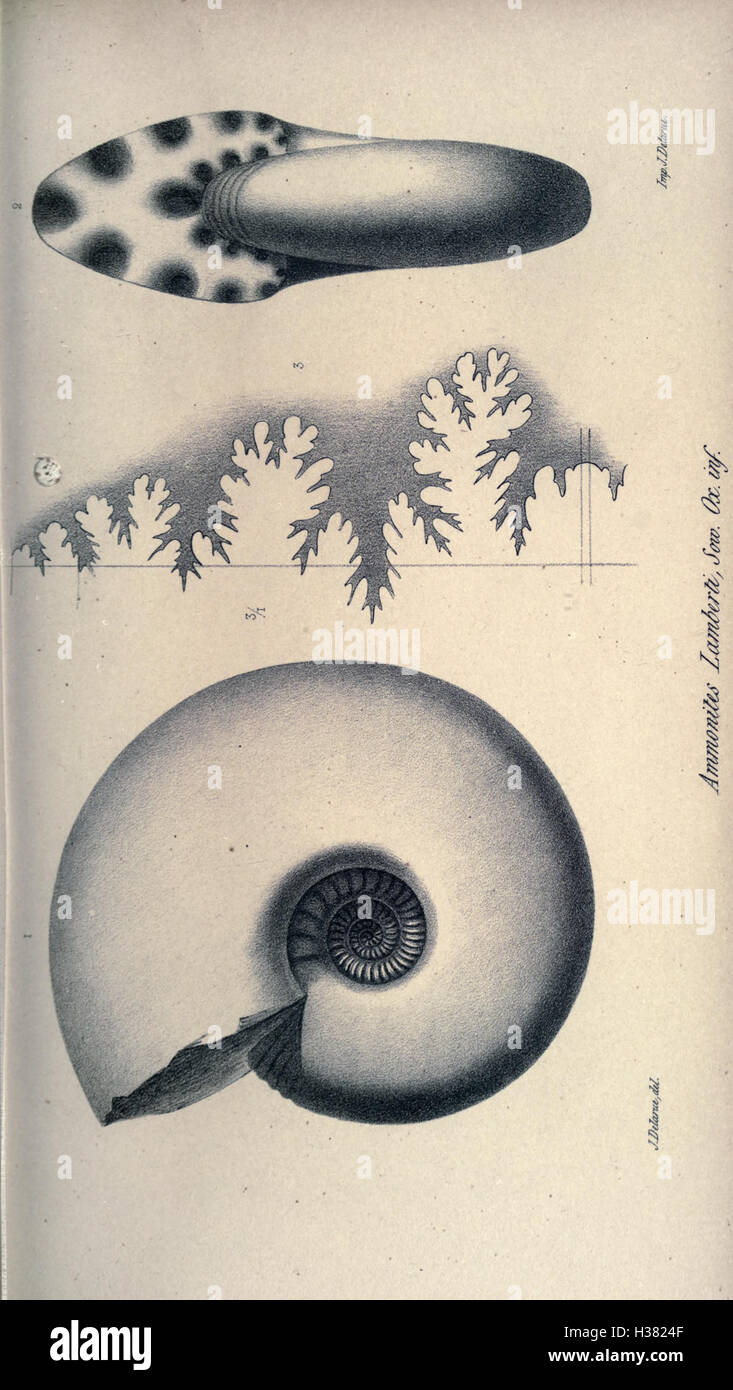 A work on French paleontology, exploring fossil records, species, and ...