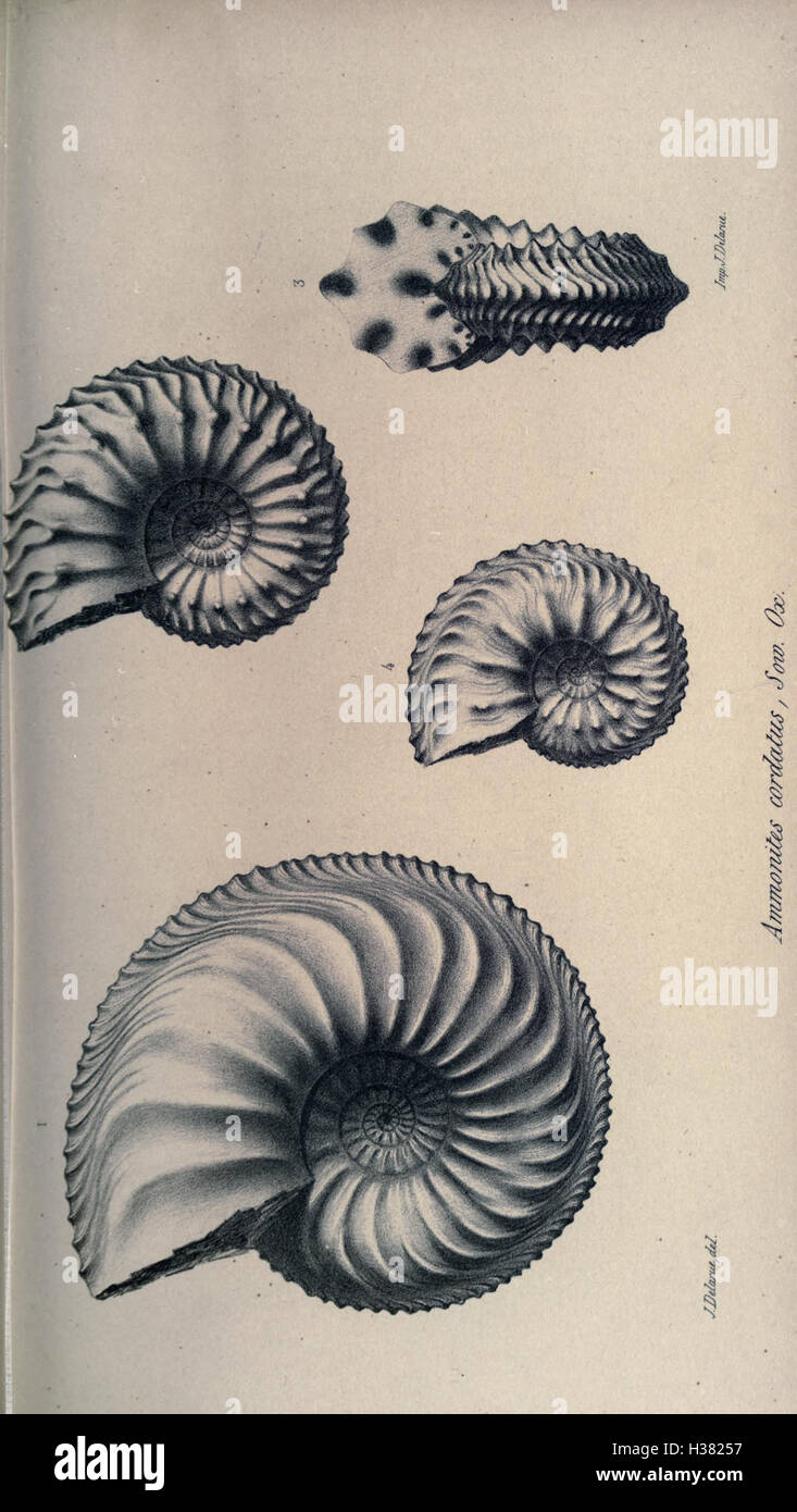 This French-language work discusses the paleontology of France ...