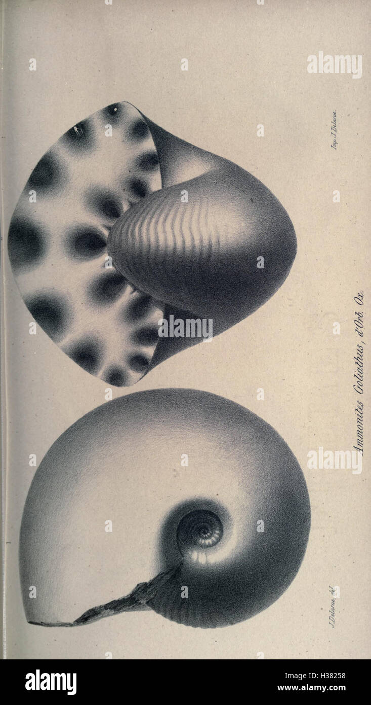 This French text provides a detailed exploration of French paleontology ...