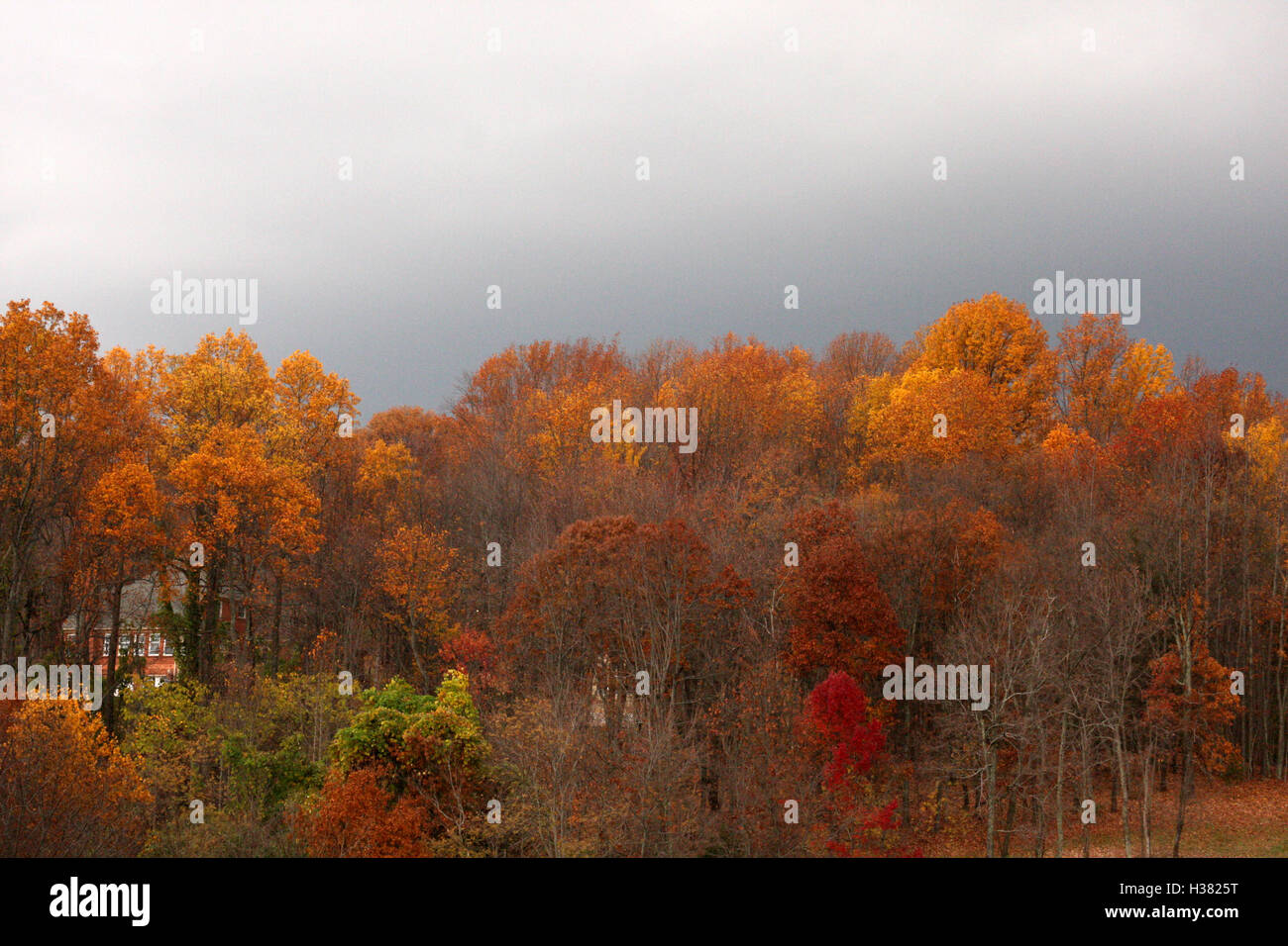 Trees in the woods changing colors in autumn with dark, cloudy sky ...