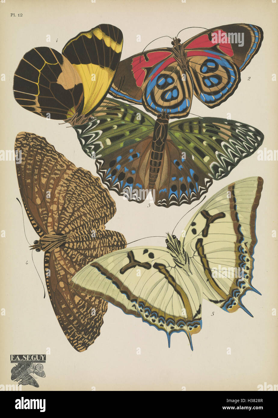 This plate illustrates the diversity of butterfly species in the ...