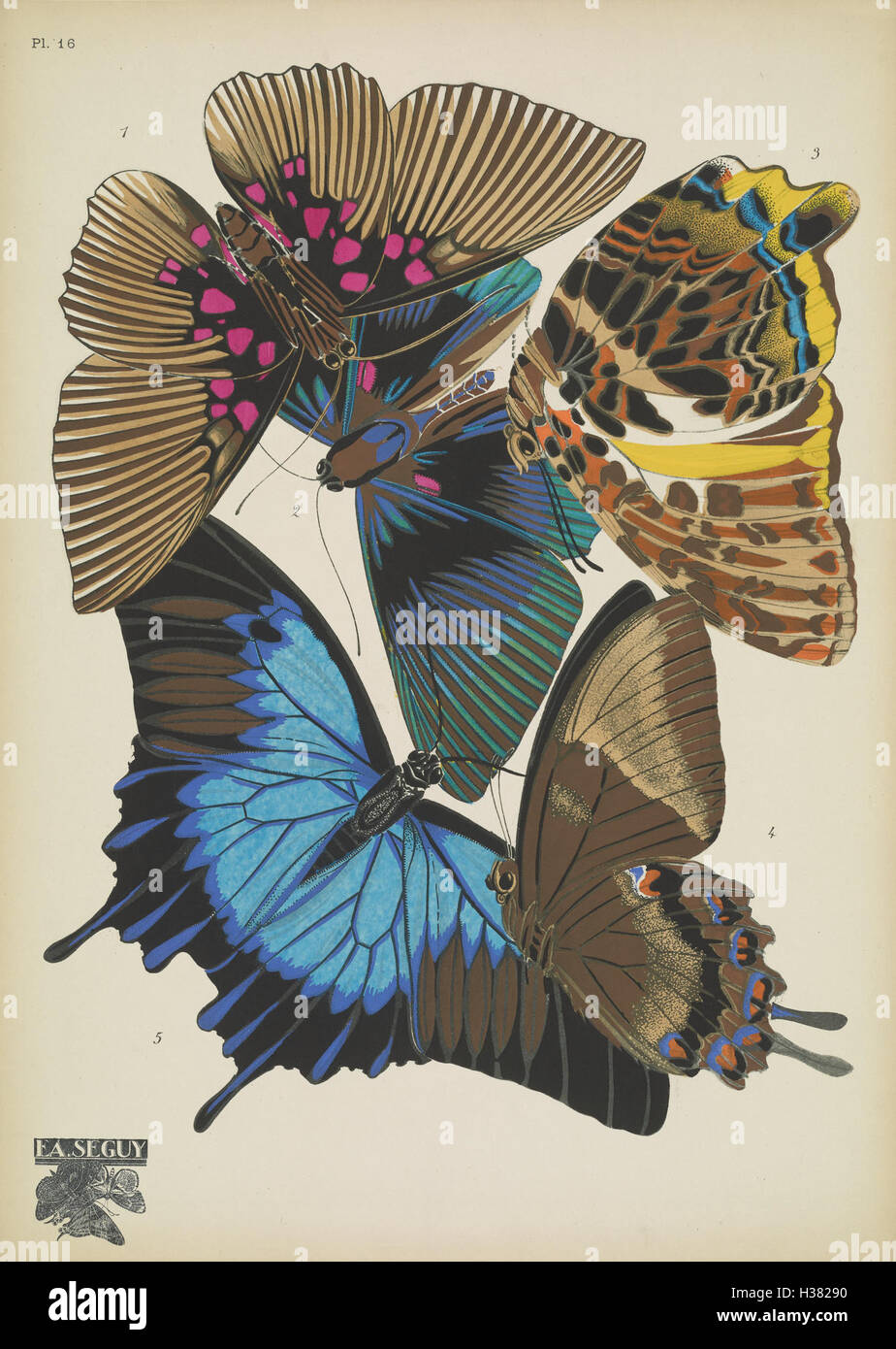 This work showcases illustrations of various butterfly species ...