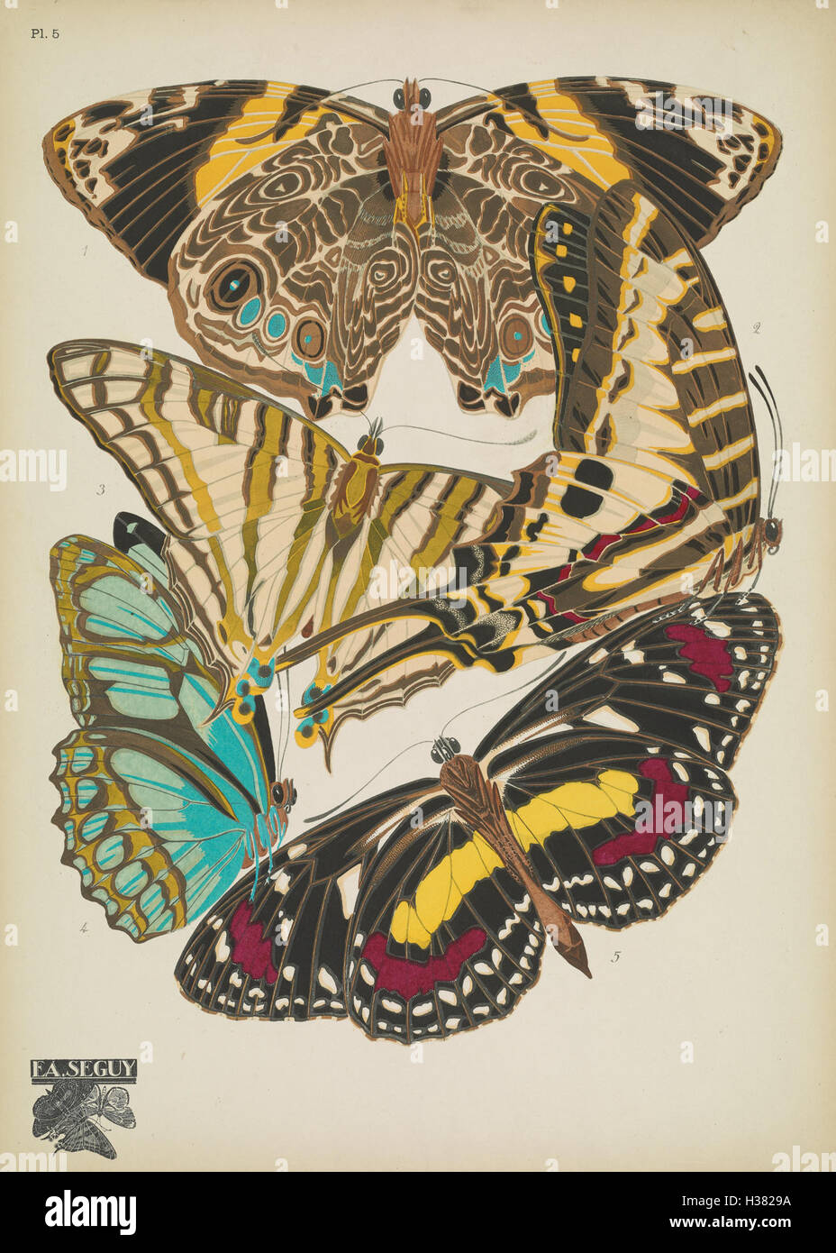 This page features illustrations of various butterfly species from the ...