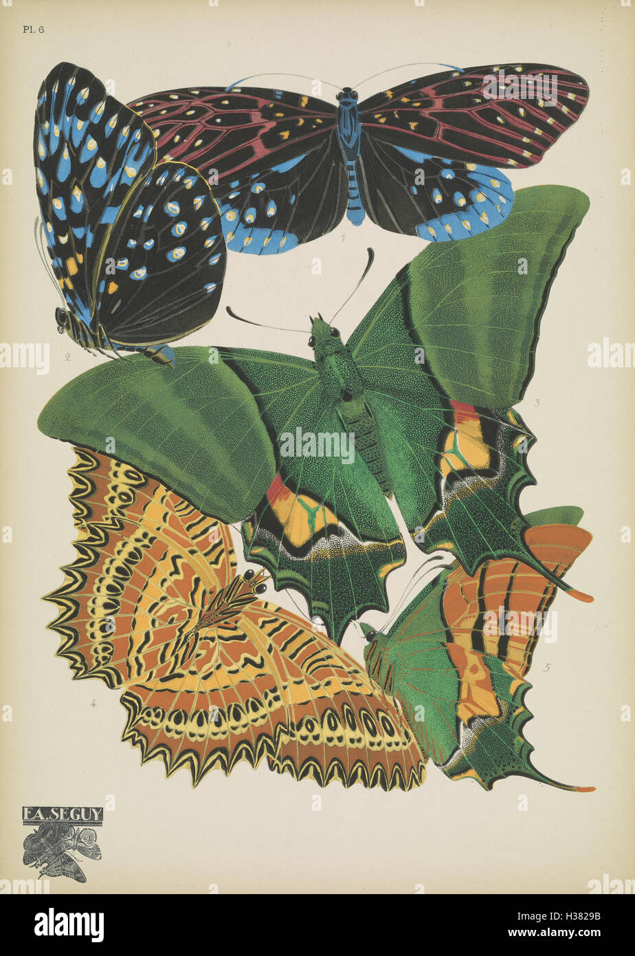 This plate features illustrations of various butterfly species from the ...