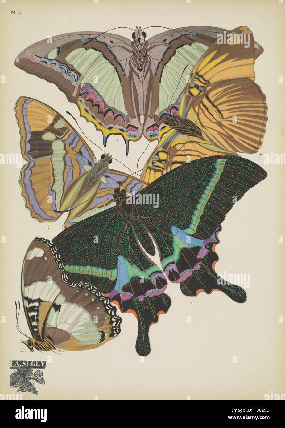 Lepidopteran morphology hi-res stock photography and images - Alamy