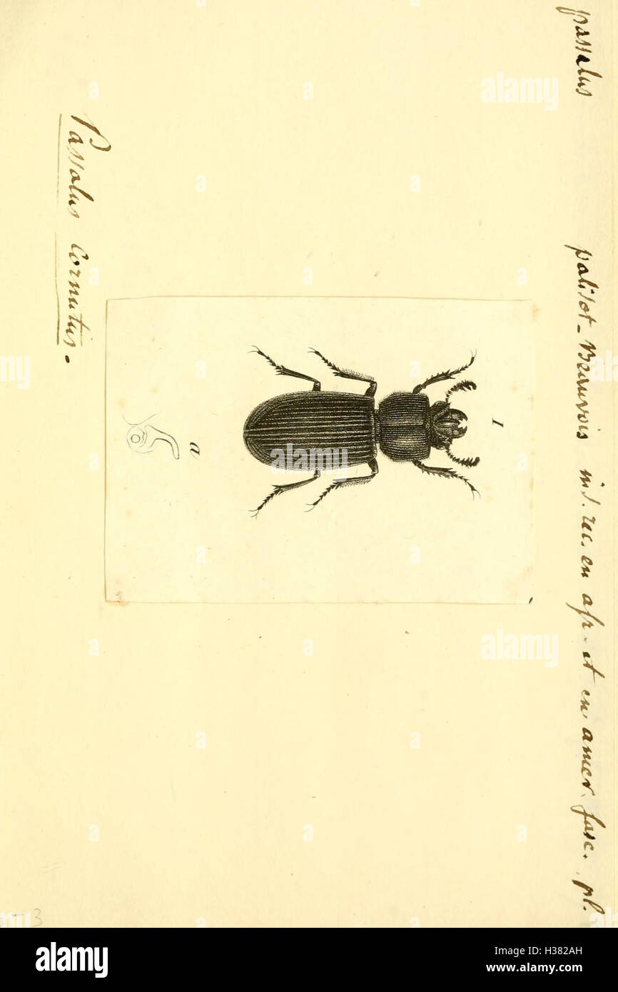 This page focuses on the detailed study of beetles, emphasizing their ...