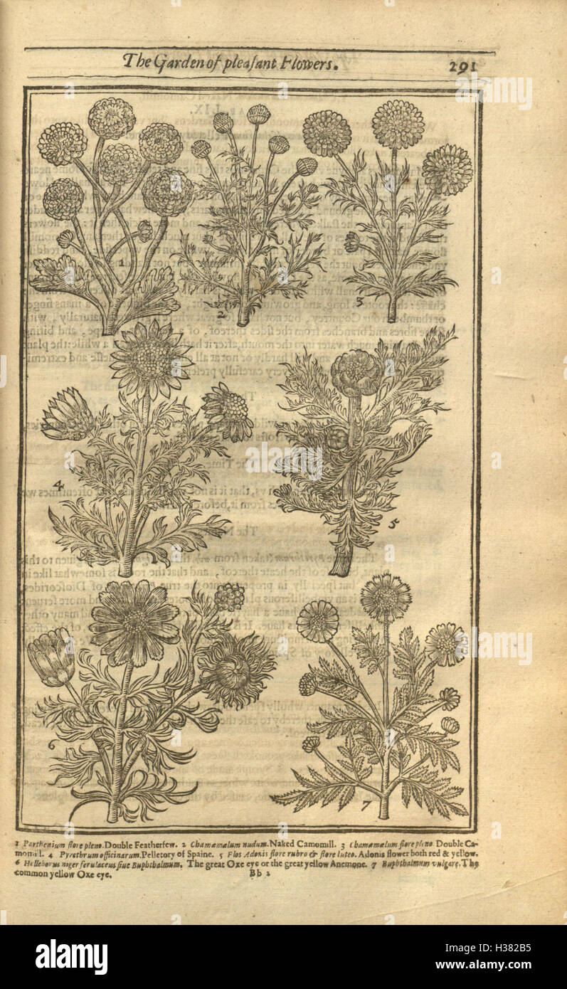 This botanical work discusses the cultivation of various types of ...