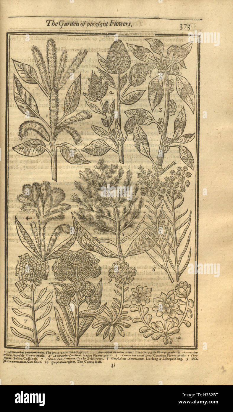 This text describes a garden of various flowers that can thrive in ...
