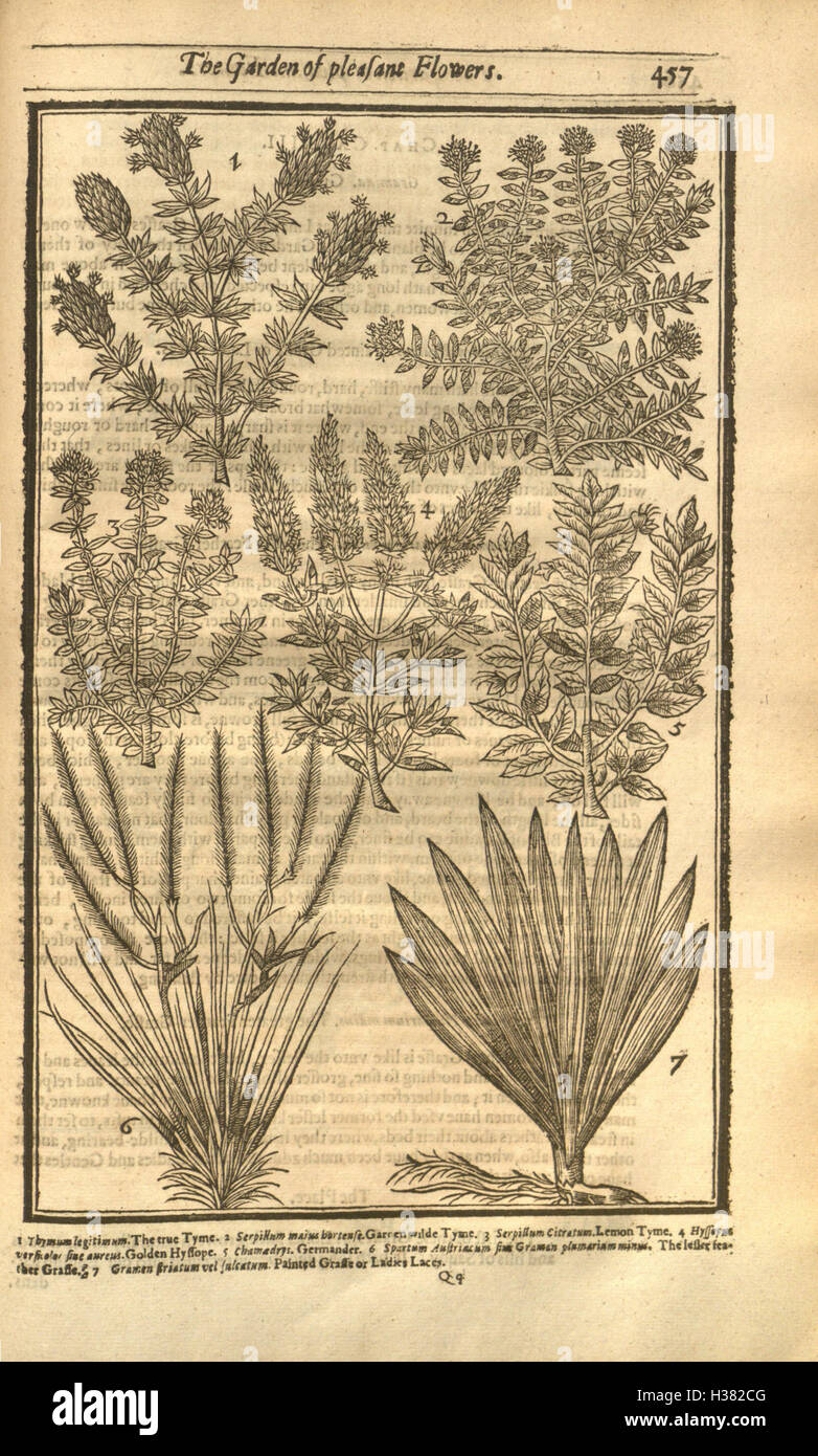 This botanical text provides a detailed description of various flowers ...