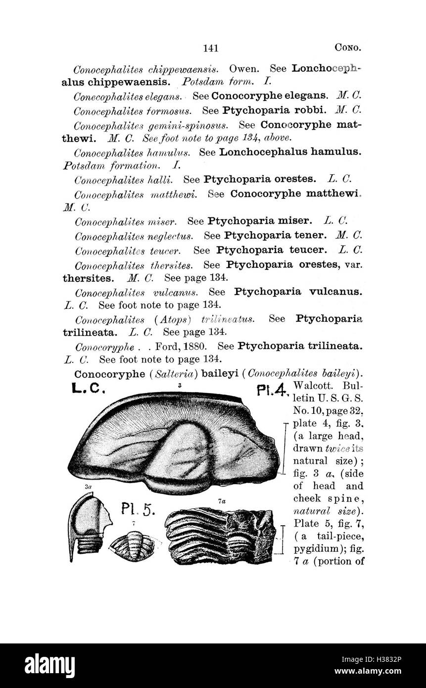 A comprehensive dictionary of fossils found in Pennsylvania and nearby ...