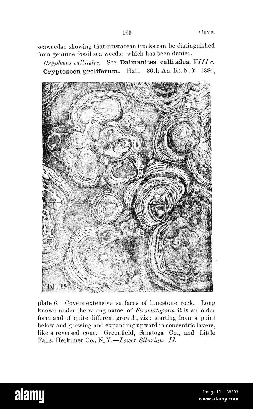 This page from the fossil dictionary of Pennsylvania catalogues fossils ...
