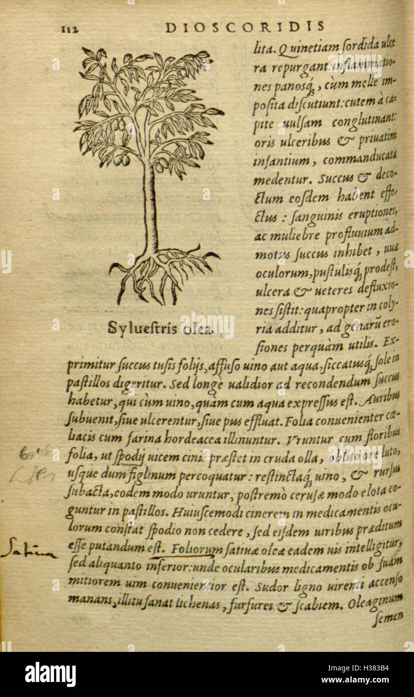 This classical text by Dioscorides details medicinal plants and their ...