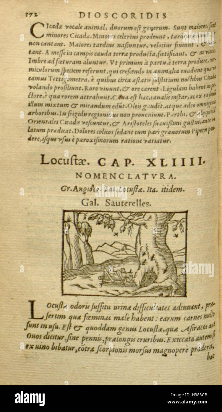 This ancient text by Dioscorides focuses on medicinal plants and their ...