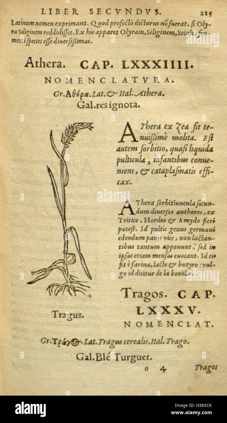 This is a classical botanical work by Dioscorides, discussing medicinal ...