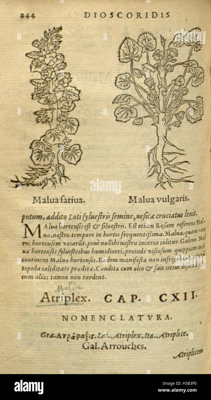 This text is a classical work by Pedanius Dioscorides, discussing ...