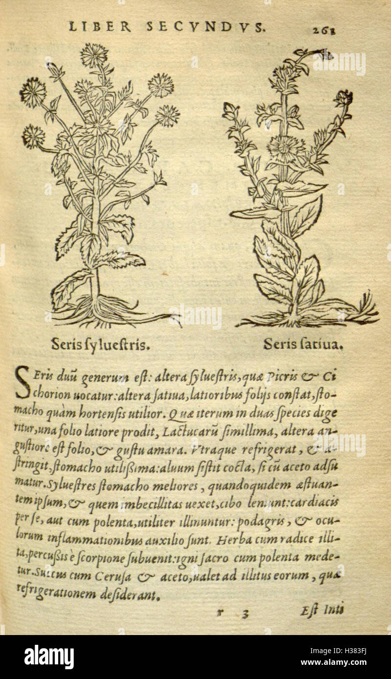This page contains a section from Pedanius Dioscorides' 'De Materia ...