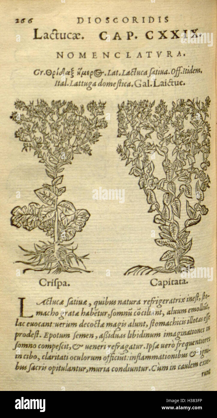 Dioscorides' 'De medicinali materia' provides a comprehensive guide to ...