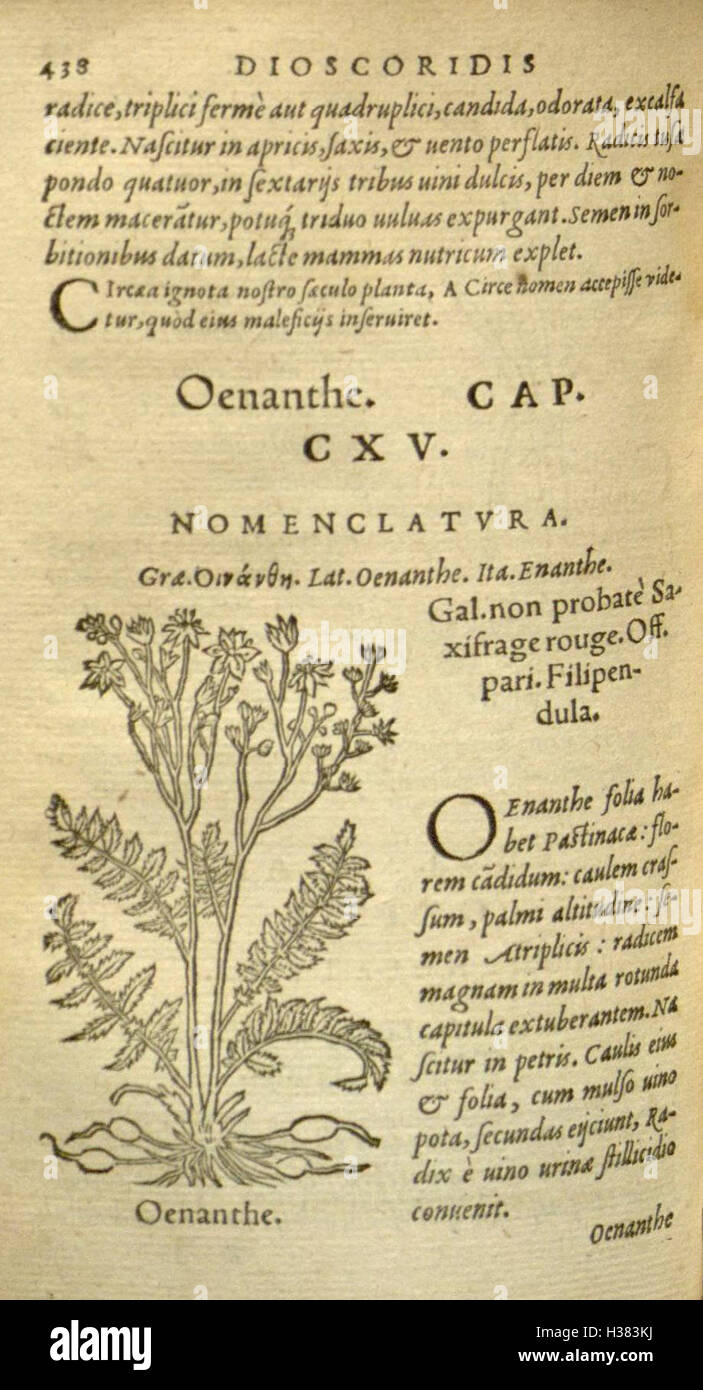 A scholarly work by Pedanius Dioscorides on medicinal substances ...