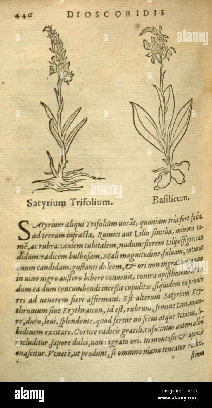 This classical work by Pedanius Dioscorides discusses medicinal plants ...