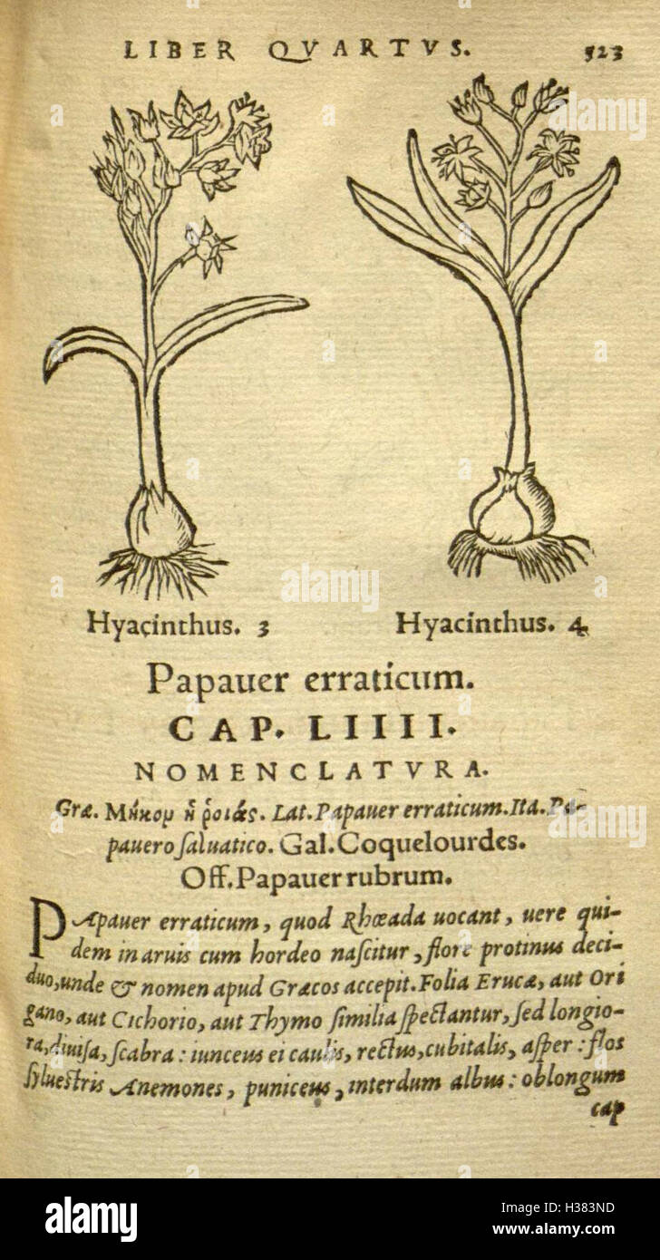 This work by Dioscorides, a key figure in ancient pharmacology ...