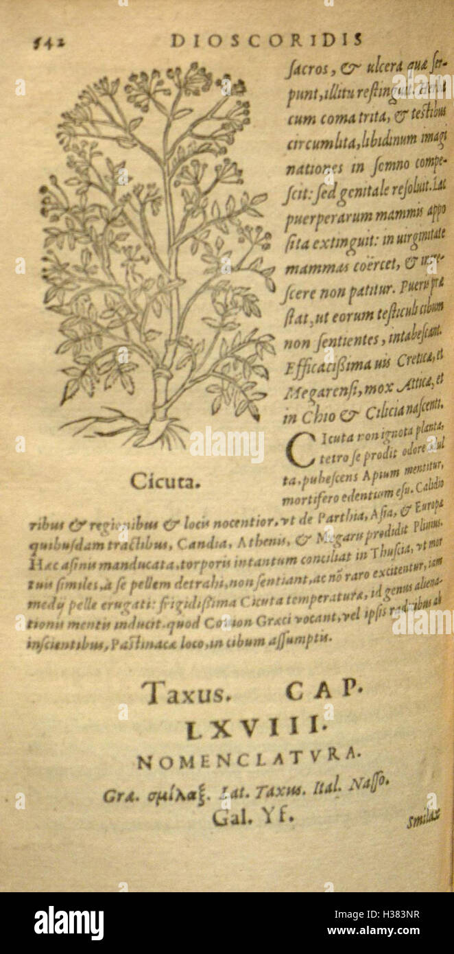 An ancient medical text by Pedanius Dioscorides detailing medicinal ...