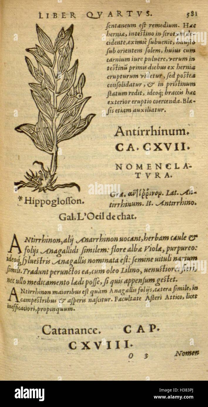 Dioscorides’ work on medicinal plants details the properties and uses ...