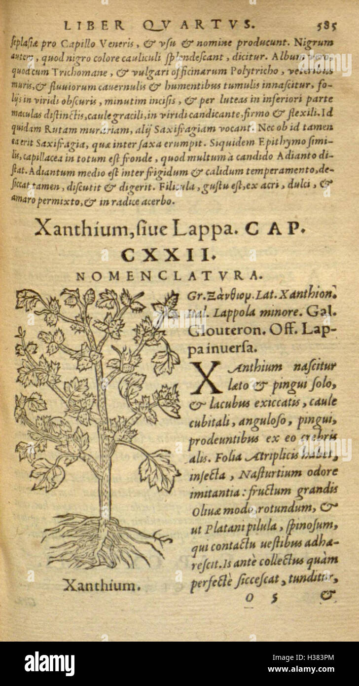This classical work by Dioscorides details medicinal substances ...