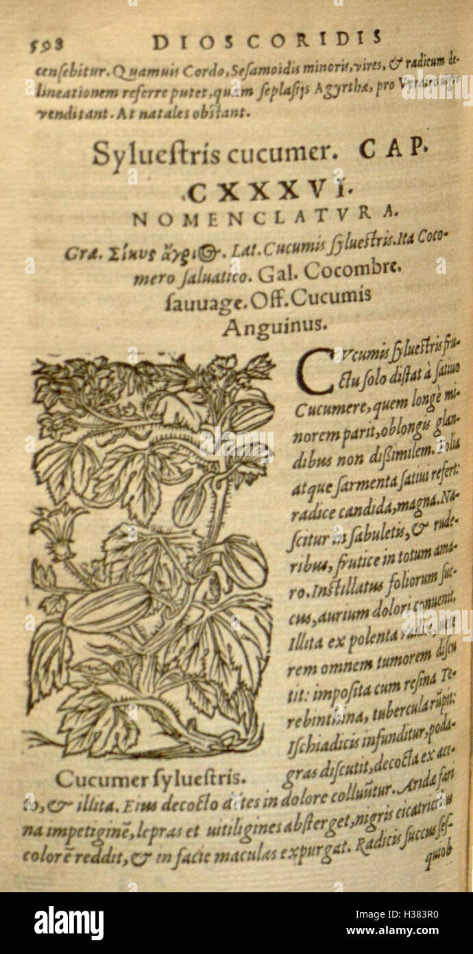 This classic medical text by Dioscorides covers the medicinal uses of ...