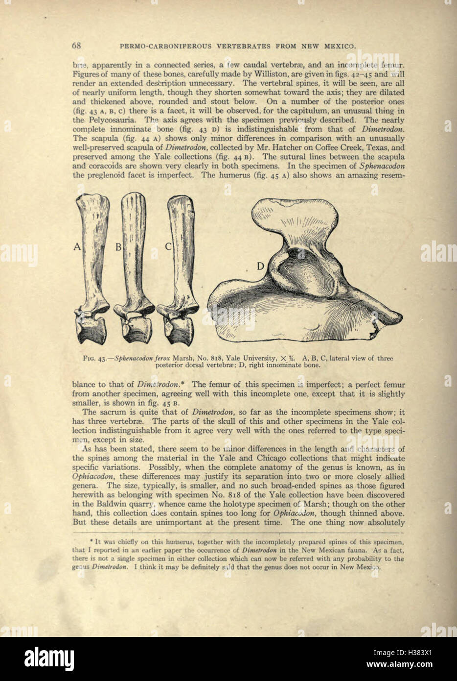 This study explores vertebrate fossils from the Permo-Carboniferous ...