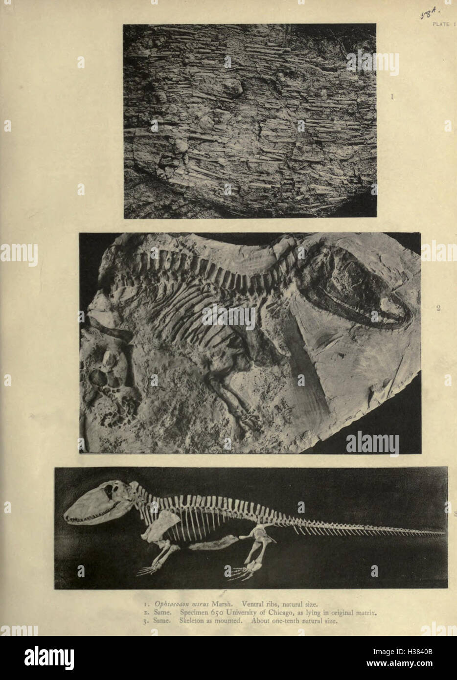 Permo Carboniferous High Resolution Stock Photography and Images - Alamy