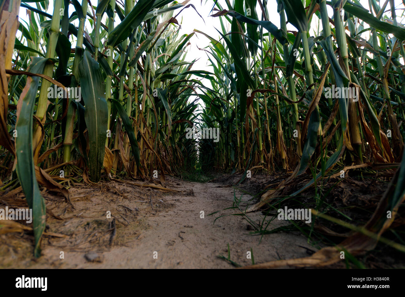 Two corn stalks hi-res stock photography and images - Alamy
