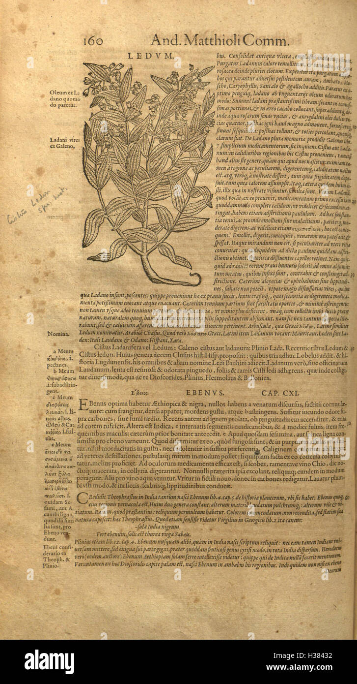This is a detailed commentary on the medical works of Dioscorides ...