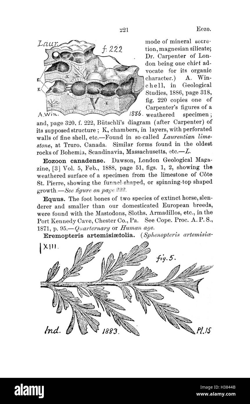 Fossils catalog hi-res stock photography and images - Alamy