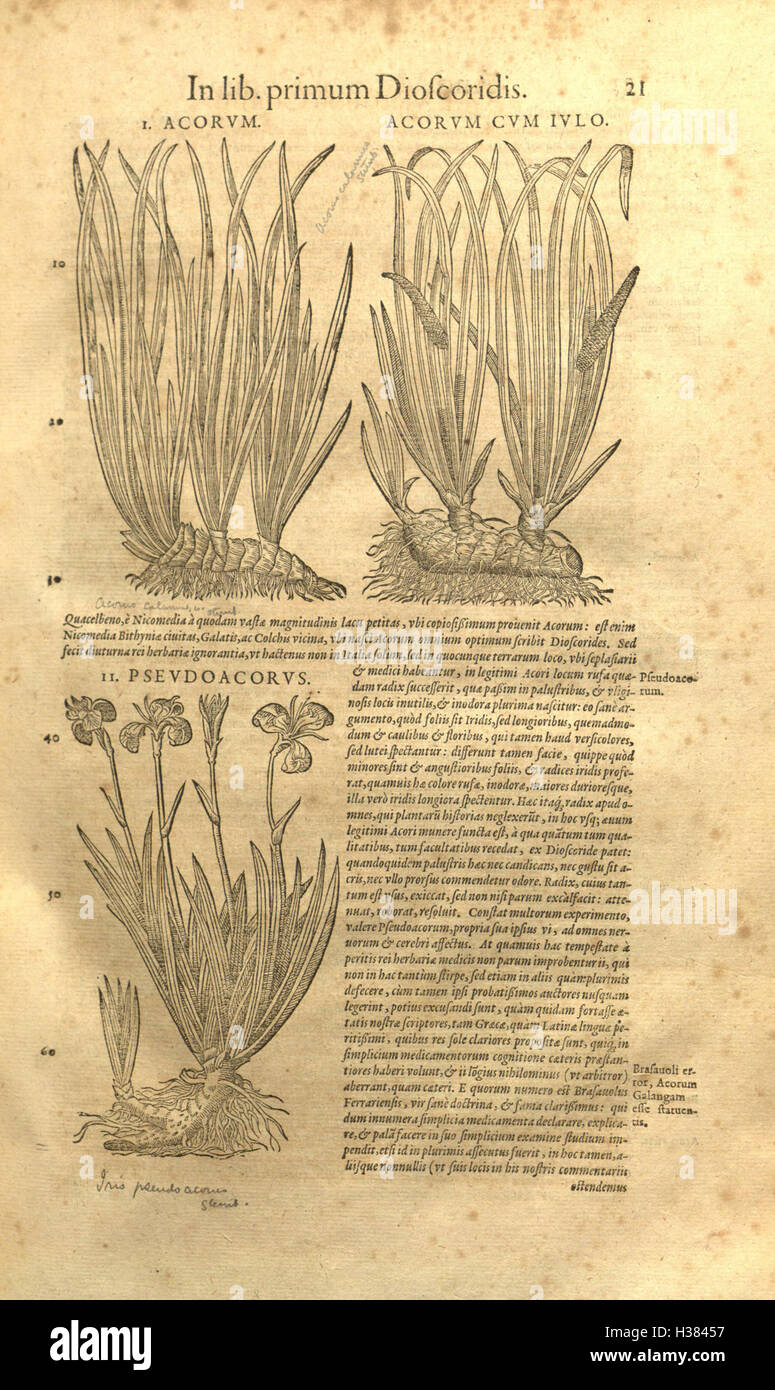 This comprehensive work by Matthioli is a commentary on Dioscorides ...