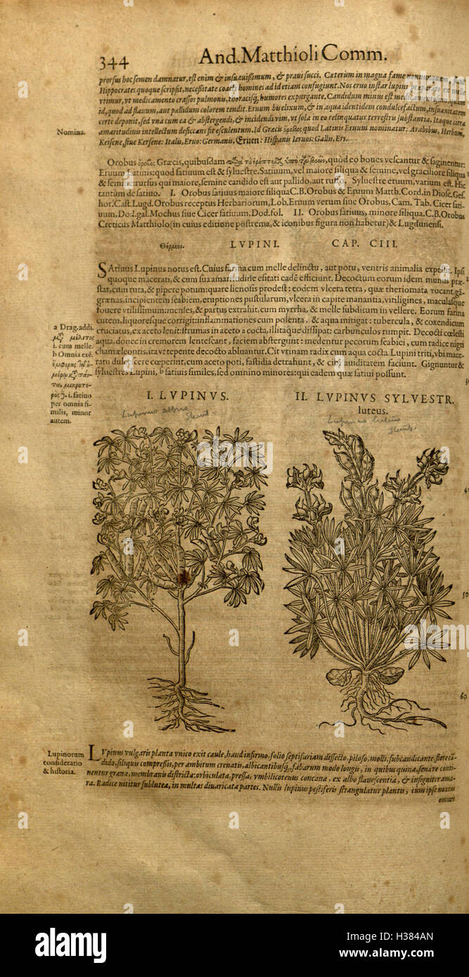 Petri Matthioli’s commentary on Dioscorides’ work on medicinal plants ...