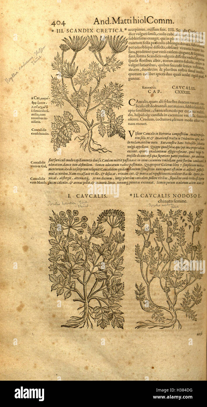 A comprehensive commentary by Pietro Andrea Matthioli on the works of ...