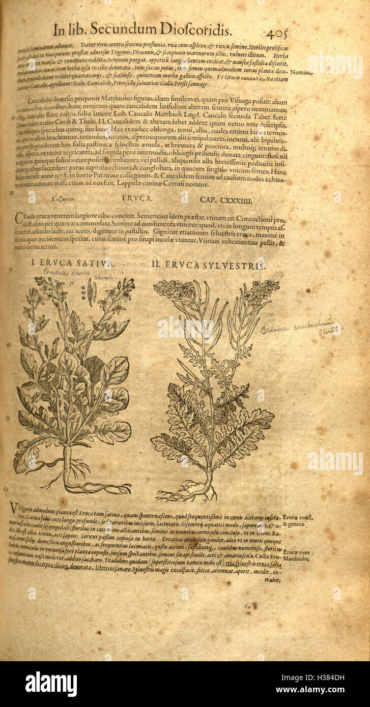 Matthioli's complete works on the medical materia of Dioscorides cover ...