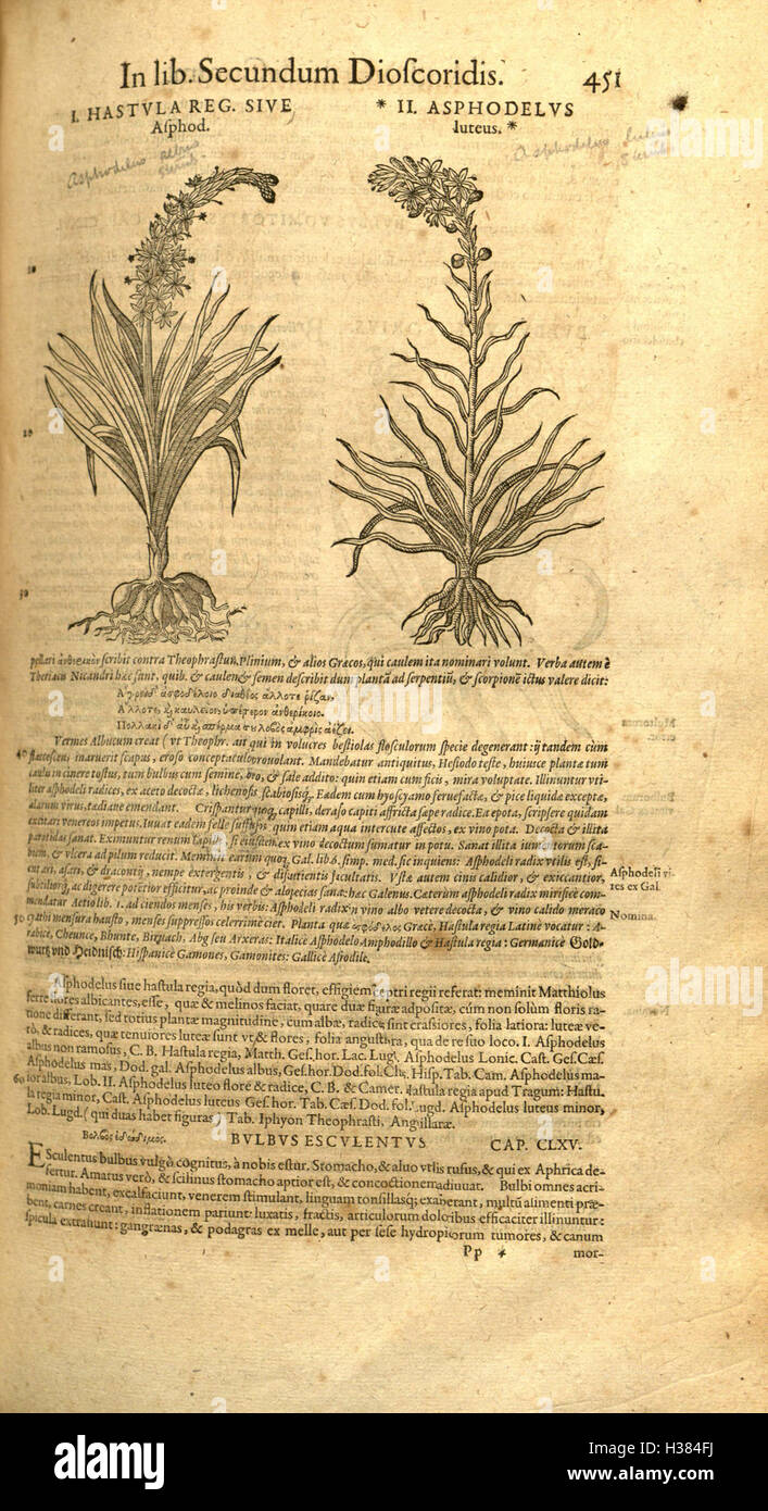 A page from Petri Andreae Matthioli's work on Dioscorides' medical ...