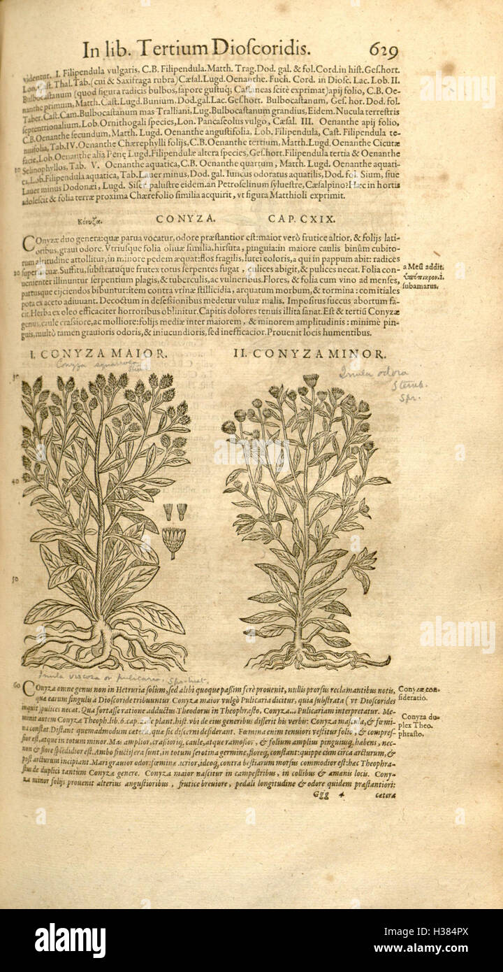 This work is a comprehensive commentary on the six books of Pedanius ...