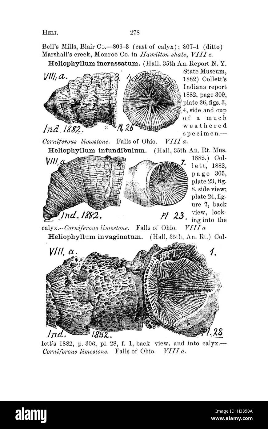 This dictionary offers a comprehensive reference to the fossils ...