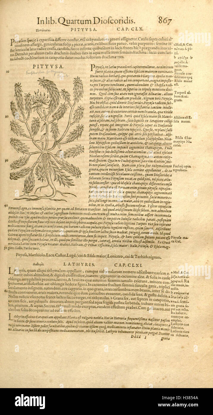 This Latin text is a complete work on the medicinal plants of ...